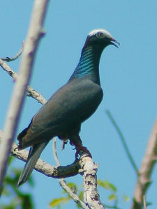 The jankro (john crow) and other birds of Jamaica - Ole Time Sumting