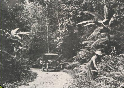 Fern Gully’s Natural Marvel - Ole Time Sumting